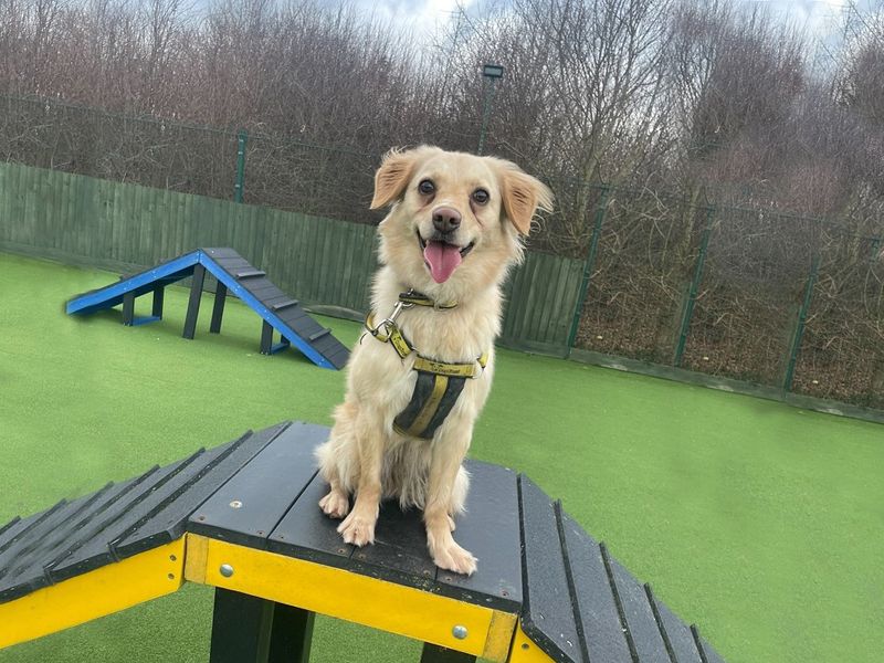 Adopt a Rescue Dog in Basildon, Essex | Dogs Trust Rehoming Program