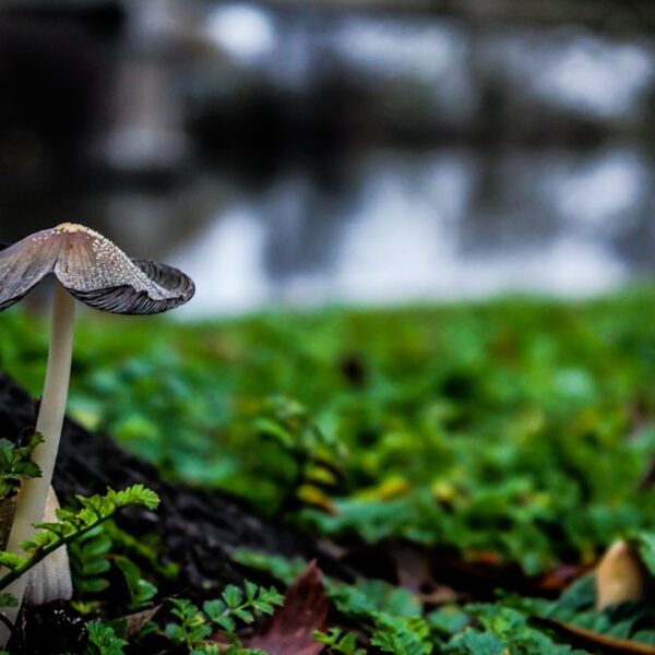 Adopt a Rescue Dog in Basildon, Essex | Dogs Trust Rehoming Program